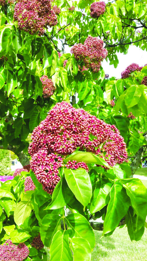 Sweet-smelling tree attracts pollinators | News, Sports, Jobs - The ...
